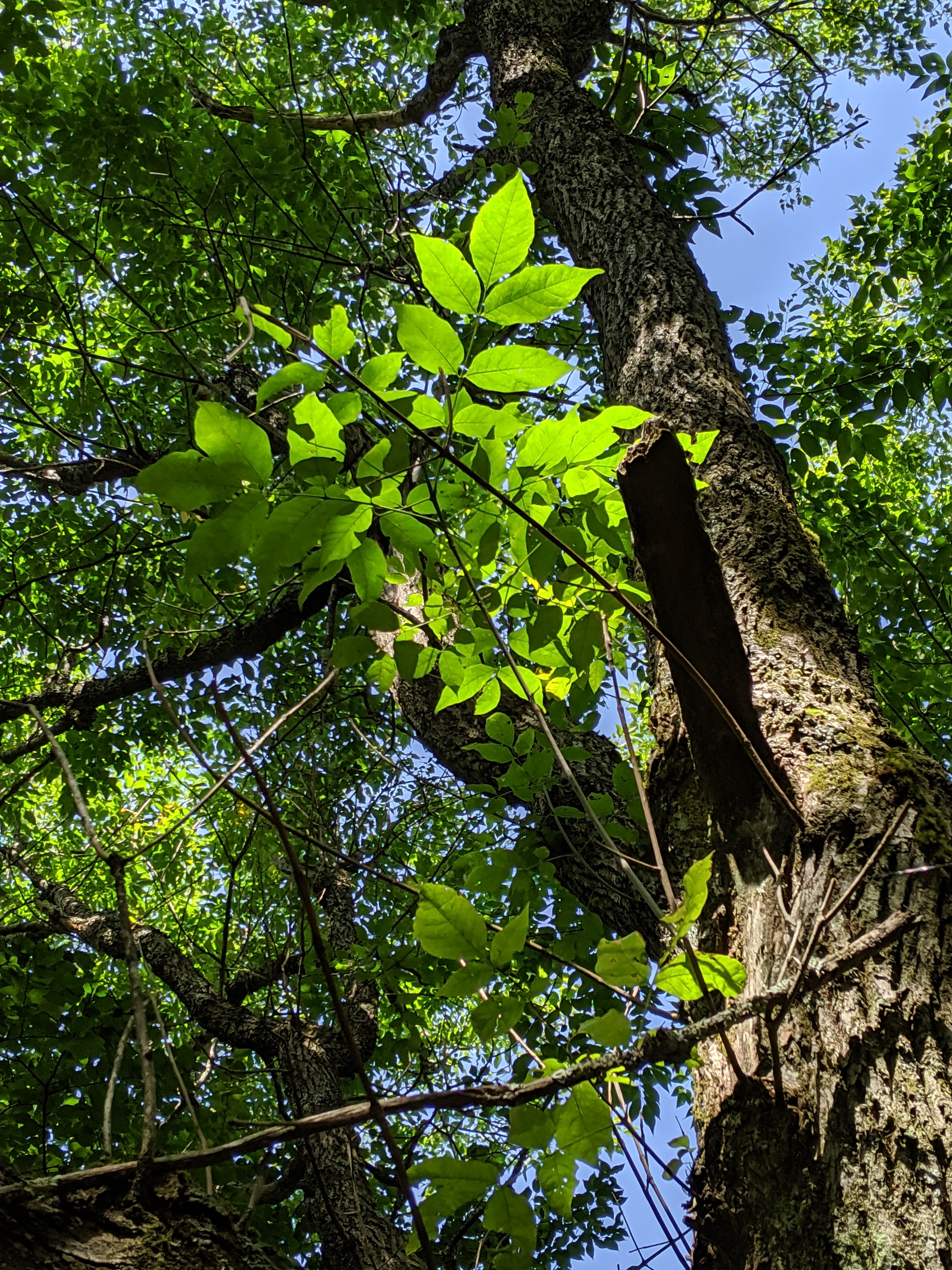 Ash hunt continued… – Vulnerable & Vanishing Trees