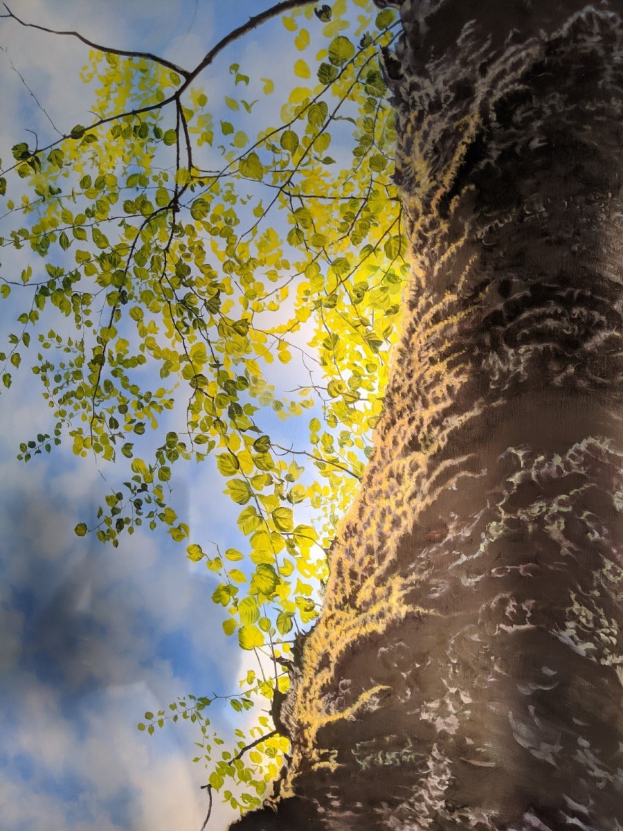 Virginia Round Leaf Birch – Vulnerable & Vanishing Trees